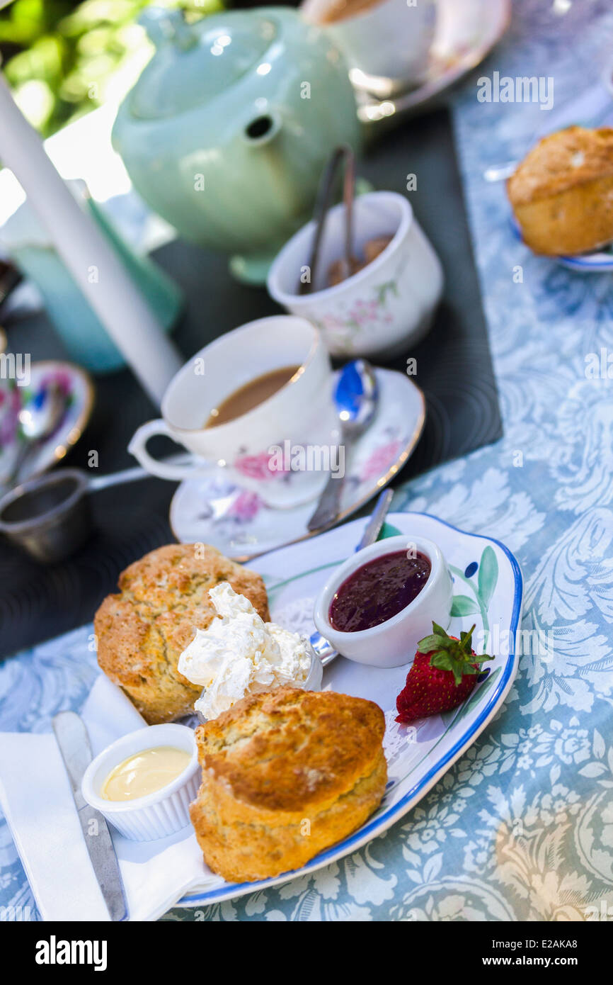 Enjoying afternoon cream tea with scones. cream and jam. Ludham village ...