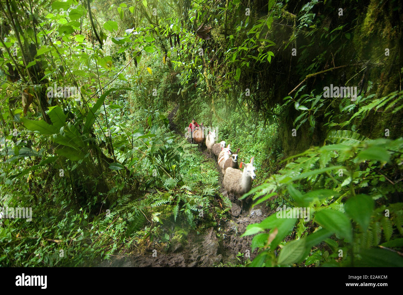Peru rainforest indigenous people hi-res stock photography and images ...