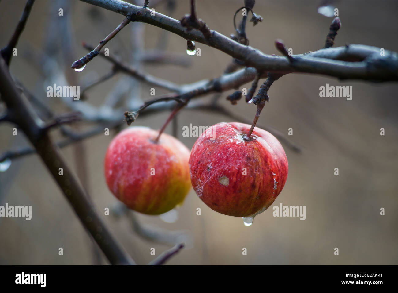 Frostbitten apples hi-res stock photography and images - Alamy