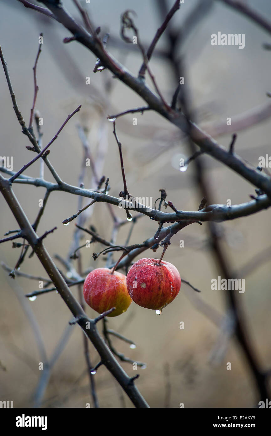 Frostbitten red aple hi-res stock photography and images - Alamy