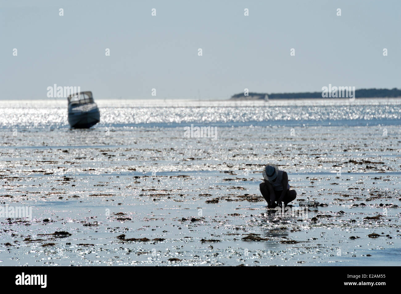 France, Charente Maritime, tourists collecting shellfish in the Bay of ...