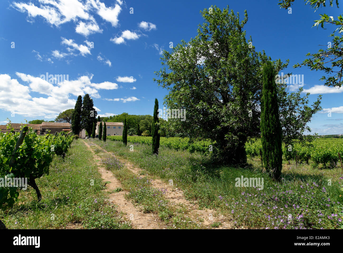France, Herault, Saint Aunes, Chateau les Mazes domain, country lane ...