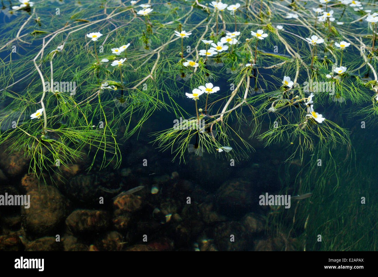 France, Dordogne, water buttercup and water crowfoot (Ranunculus ...