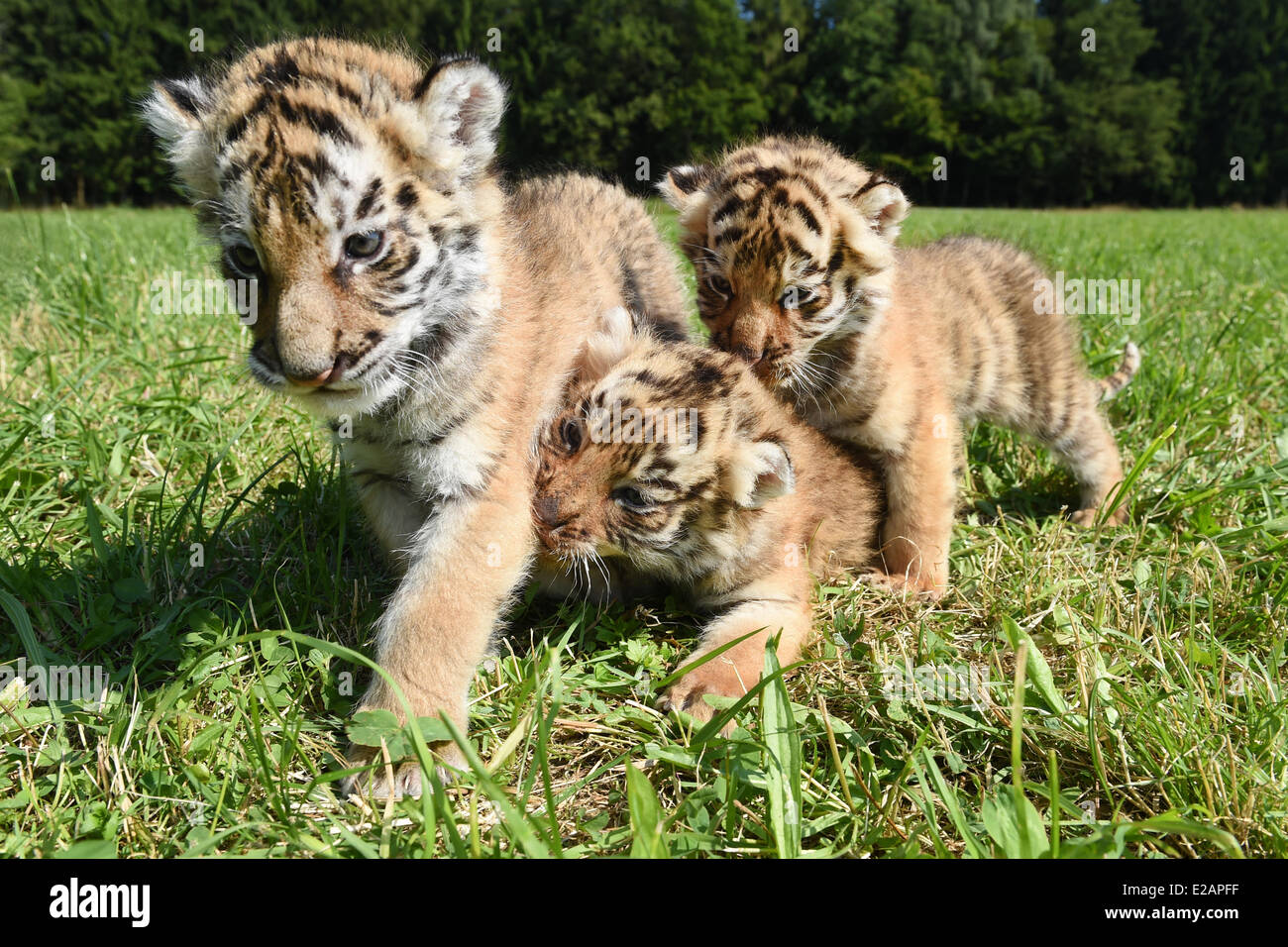 Tiger and three babies hi-res stock photography and images - Alamy