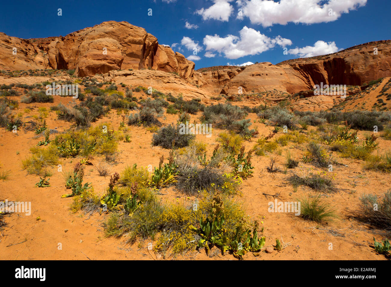 United States, Arizona, Navajo Reservation near Page, Secret canyon ...