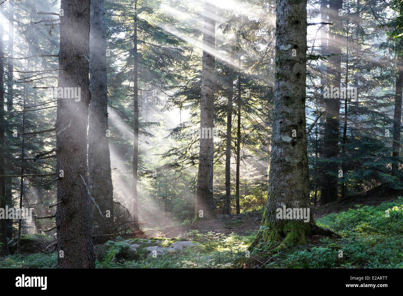 France, Puy de Dome, Parc Naturel Regional Livradois Forez (Natural ...