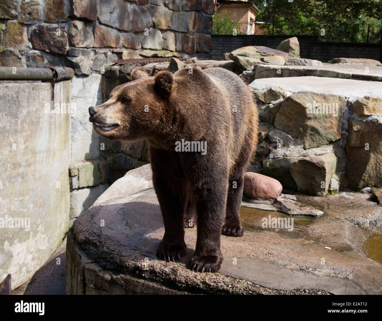big brown bear in city zoo on sunny summer day Stock Photo - Alamy