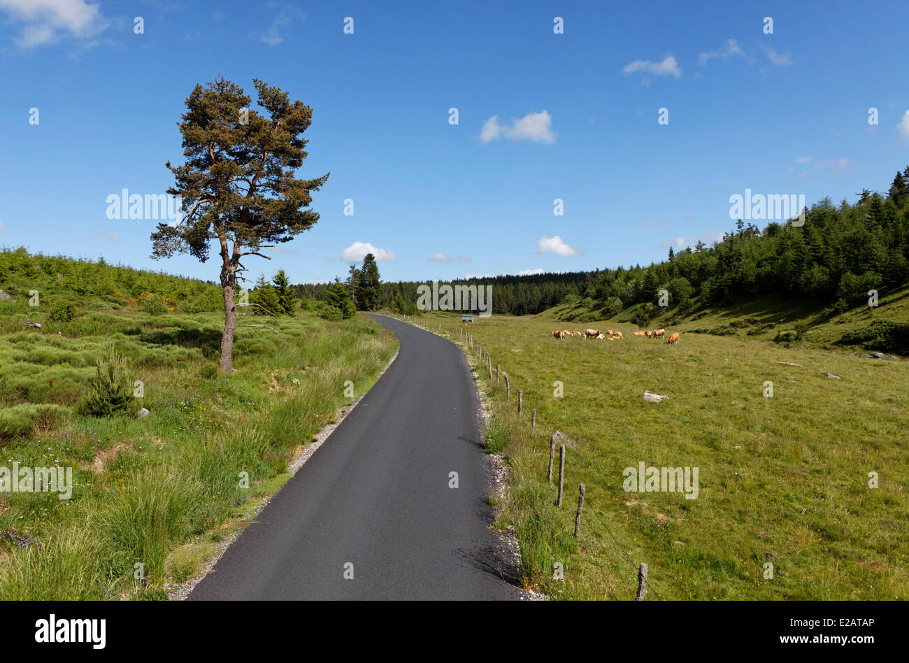 France, Lozere, country road landscape Gevaudan between Grandrieu and ...