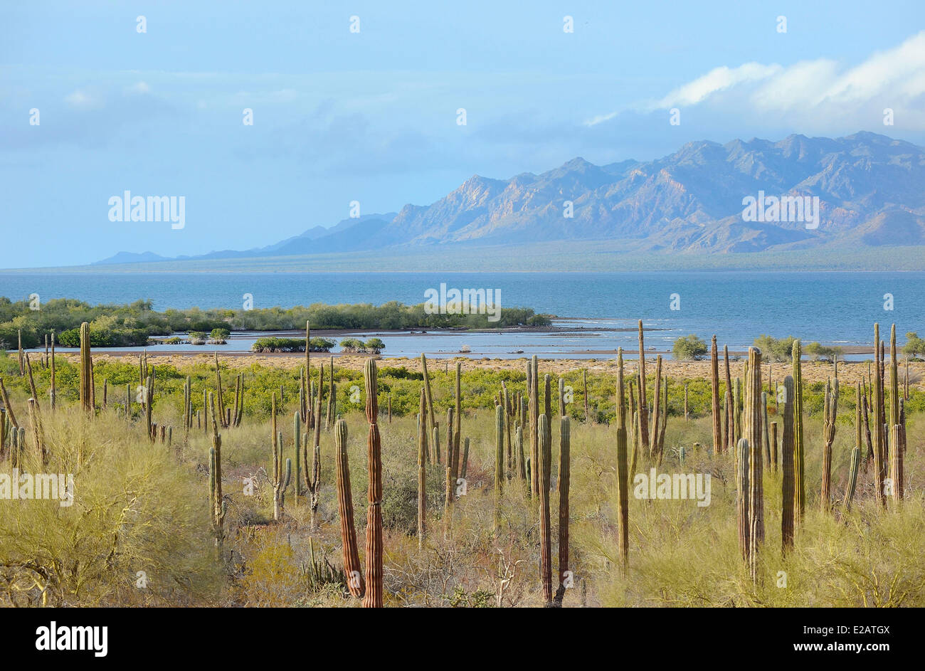 Desert landscape baja california mexico hi-res stock photography and ...
