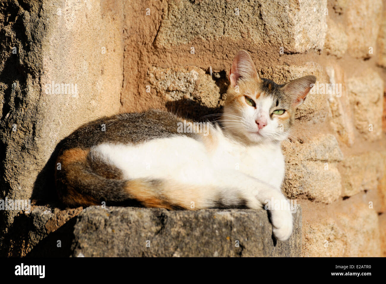 Spain, Balearic Islands, Mallorca, Capdepera, cat resting on a stone of ...