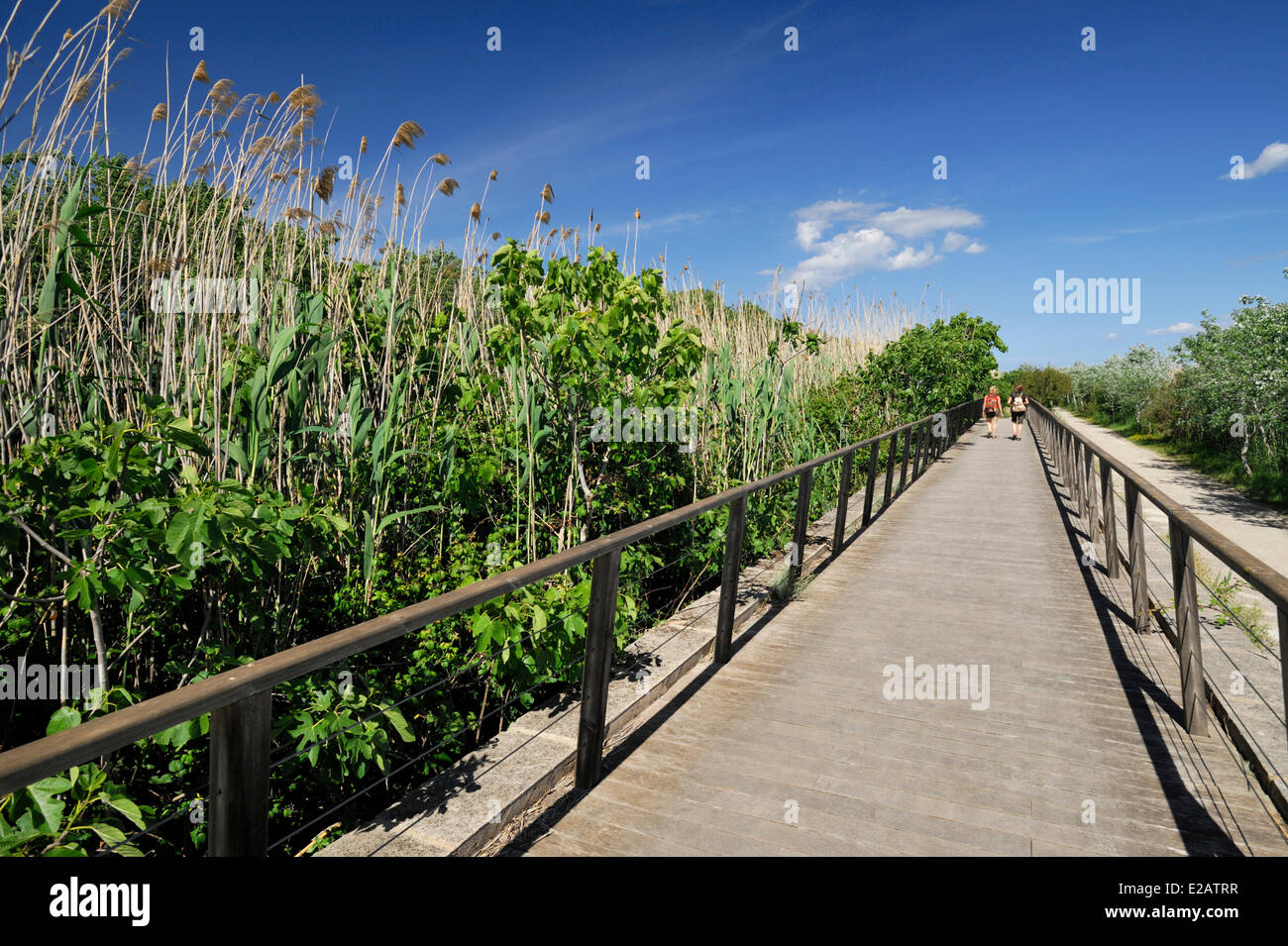 Spain, Balearic Islands, Mallorca, S'Albufera, natural park in wetland ...