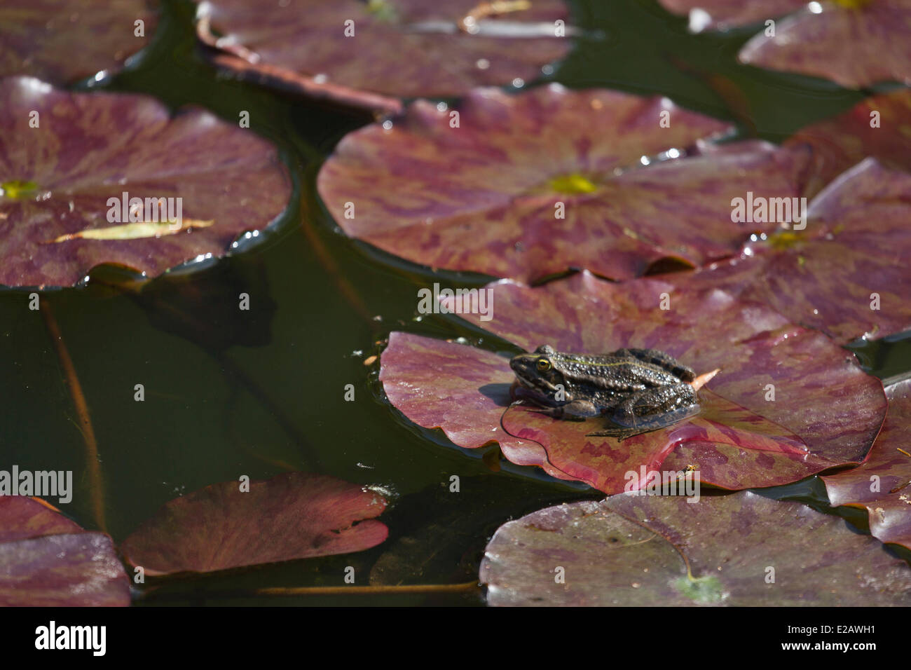 Claude monet the waterlily pond hi-res stock photography and images - Alamy