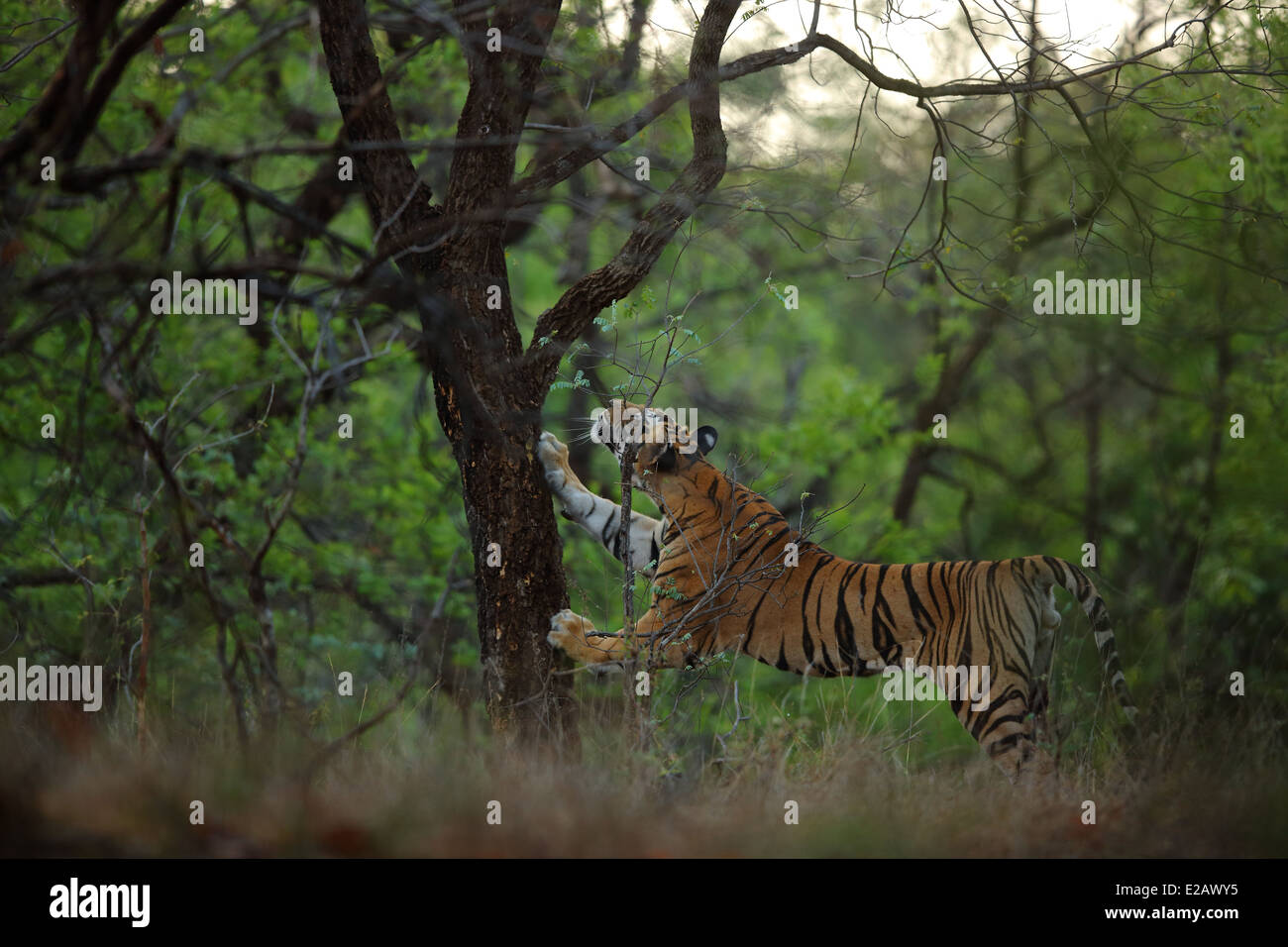 Tiger marking tree High Resolution Stock Photography and Images - Alamy