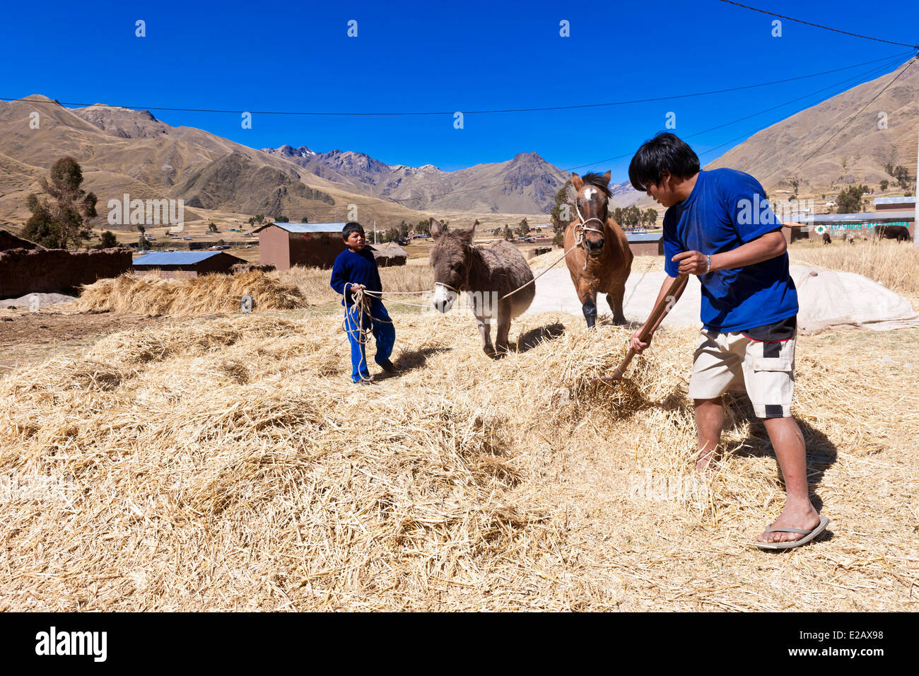 Peru, Cuzco Province, Santa Rosa, farmers practicing wheat threshing of ...