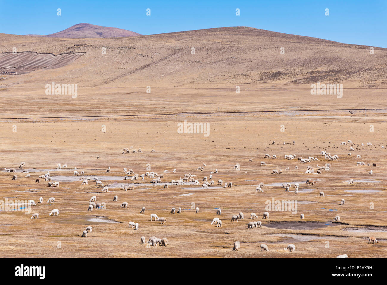 Peru, Puno Province, landscape of the Altiplano, herd of alpacas (lamas ...