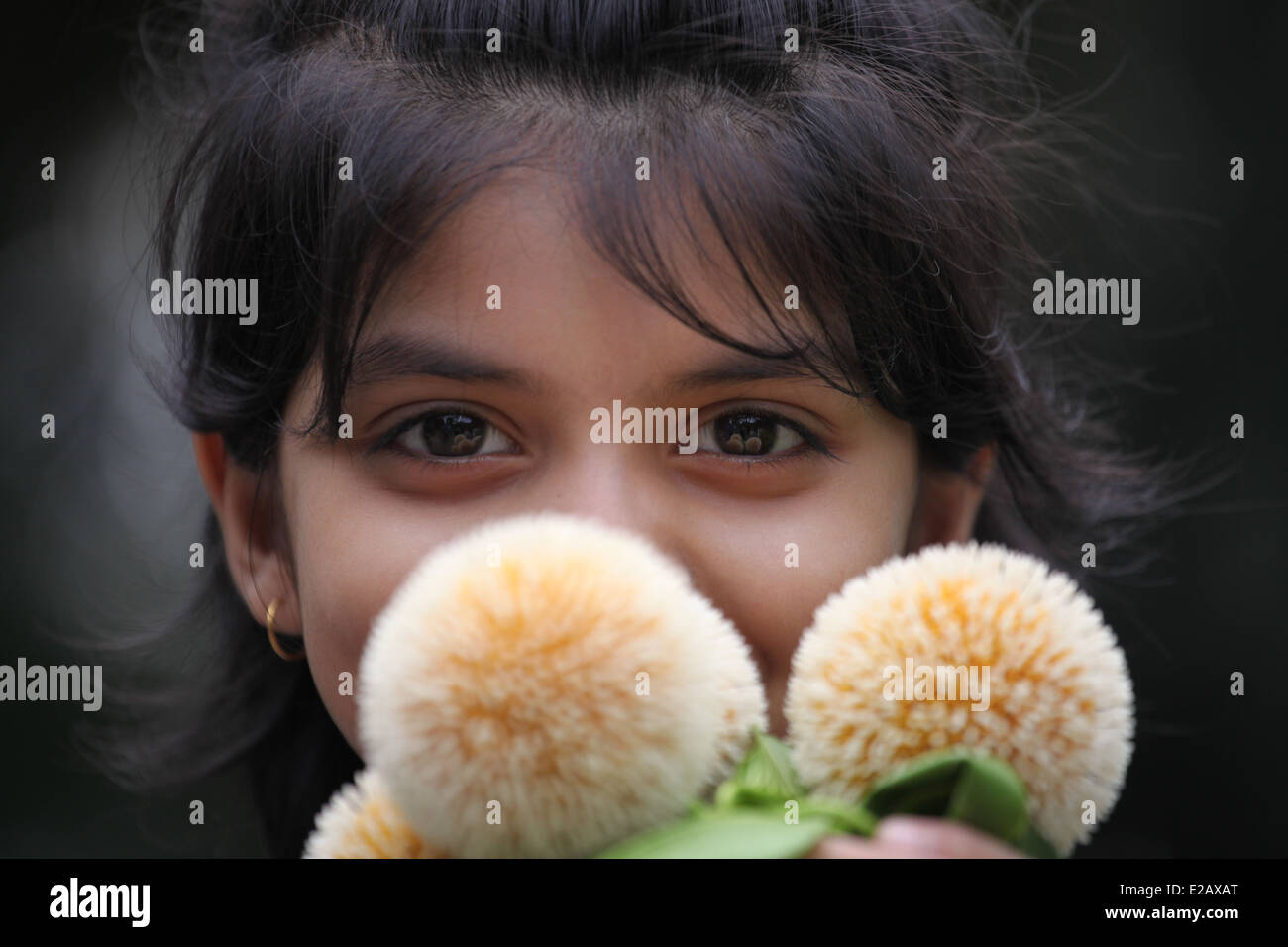 girl with kadam flowers The Kadam flower, Anthocephalus cadamba, bloom ...