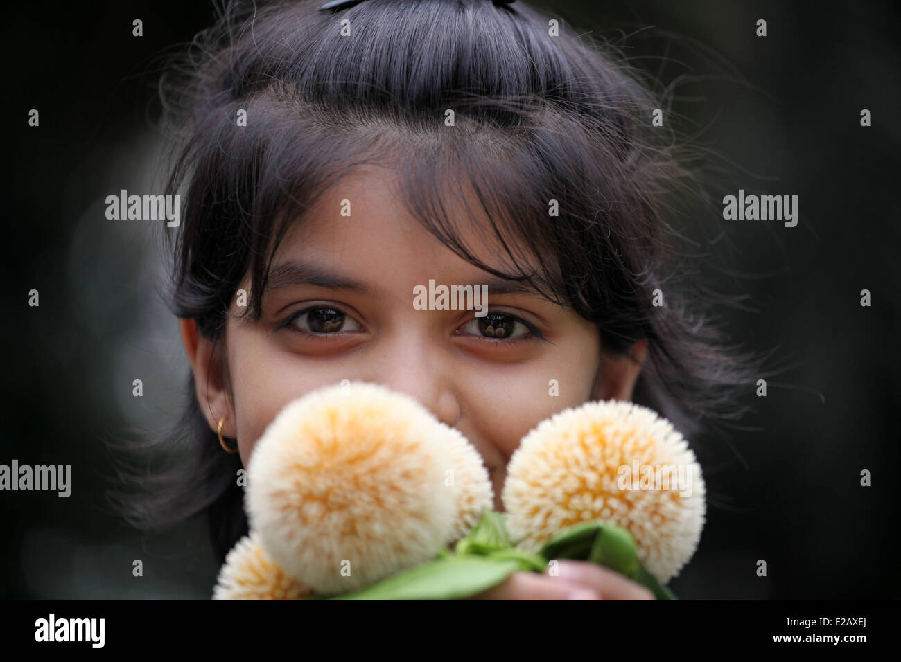girl with kadam flowers The Kadam flower, Anthocephalus cadamba, bloom ...