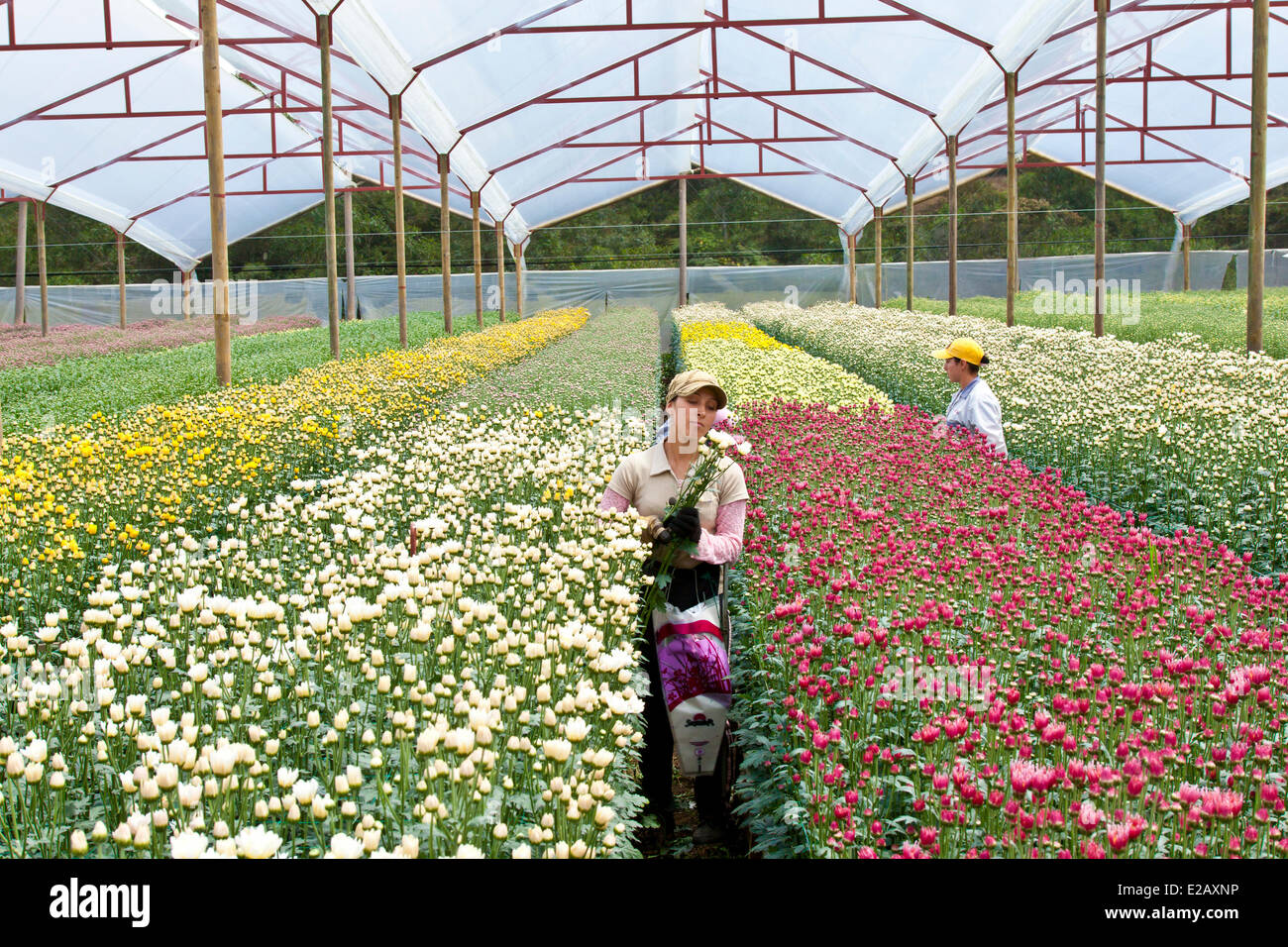 Colombia flowers hi-res stock photography and images - Alamy