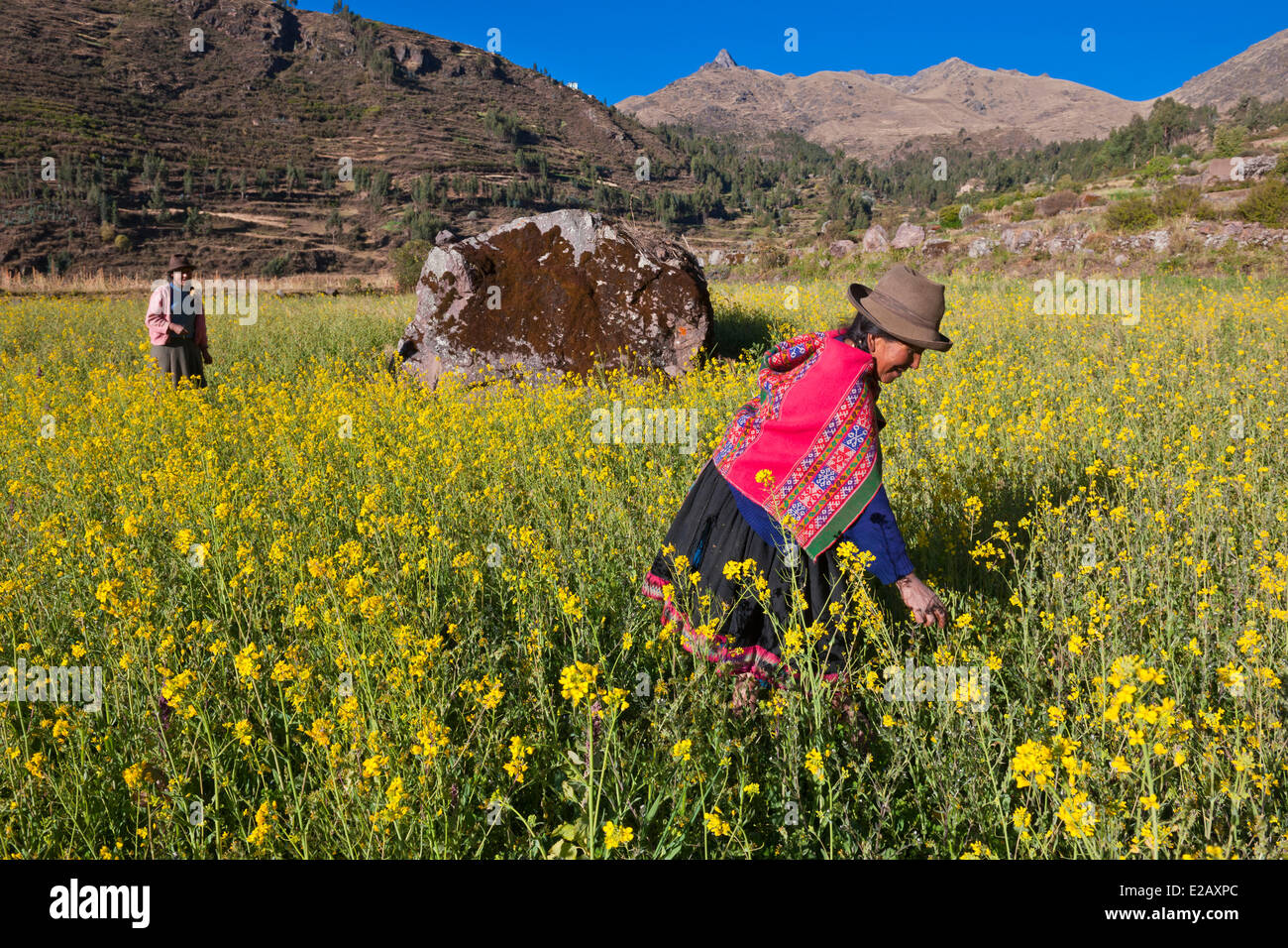 Peru, Cuzco Province, the Incas Sacred Valley, Lamay, Peruvian picking ...