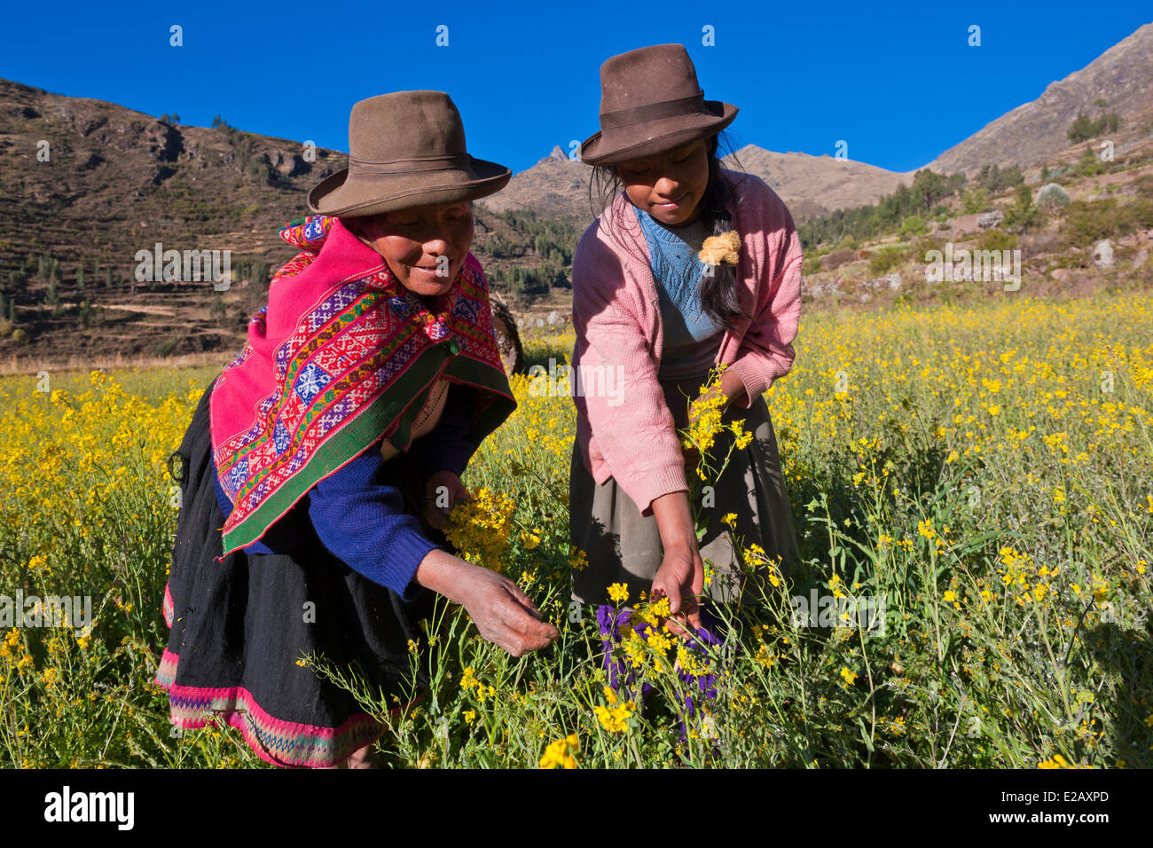 Peru, Cuzco Province, the Incas Sacred Valley, Lamay, Peruvian picking ...