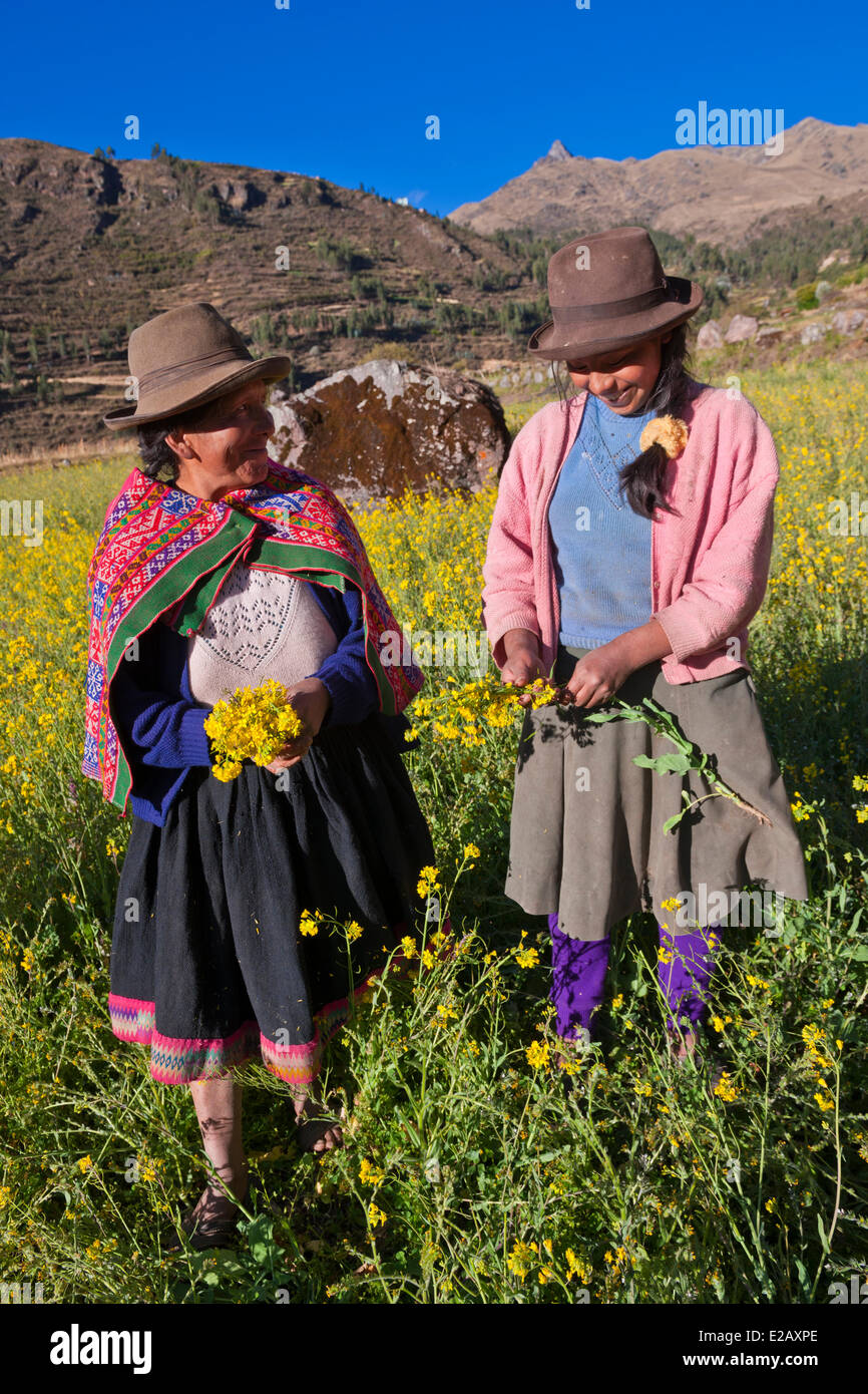 Peru, Cuzco Province, the Incas Sacred Valley, Lamay, Peruvian picking ...