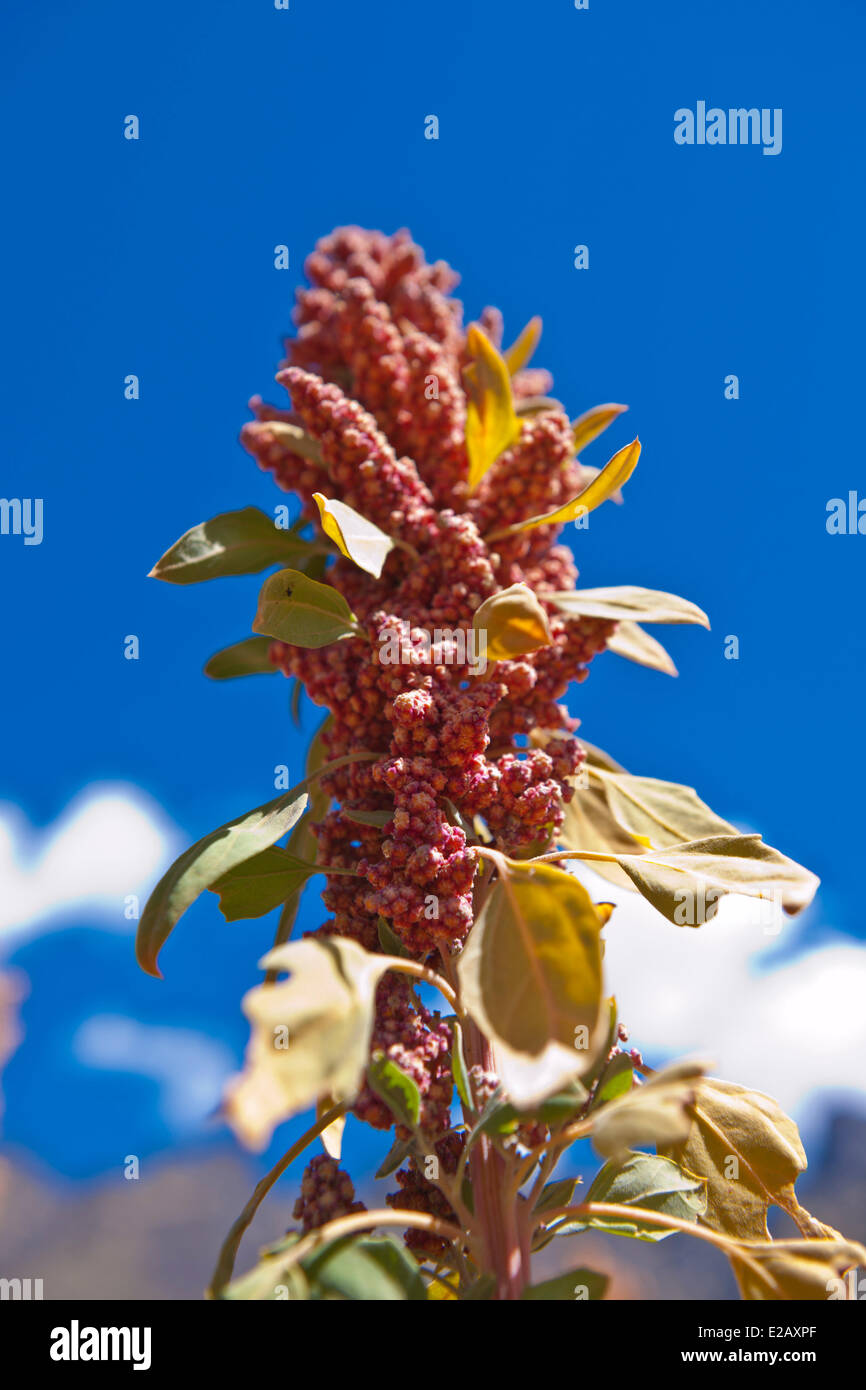 Peru, Cuzco Province, the Incas Sacred Valley, San Salvador, quinoa ...