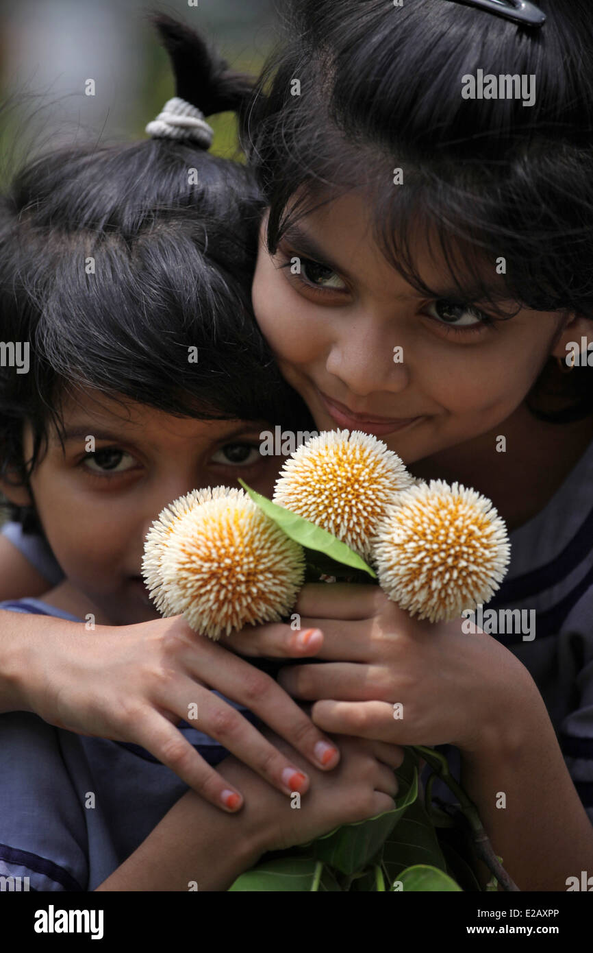 two girl with kadam flowers The Kadam flower, Anthocephalus cadamba ...