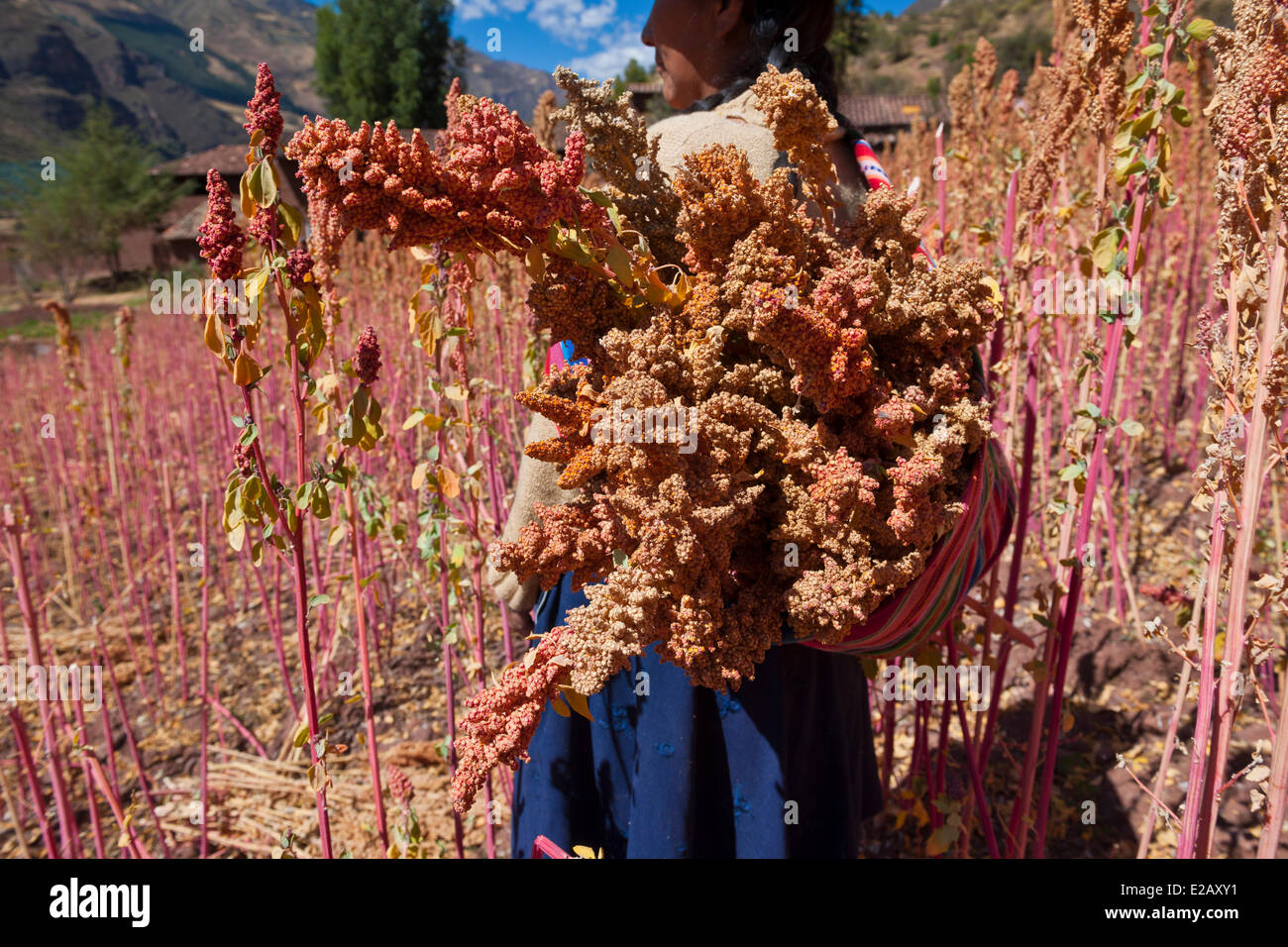 Quinoa harvest peru hi-res stock photography and images - Alamy