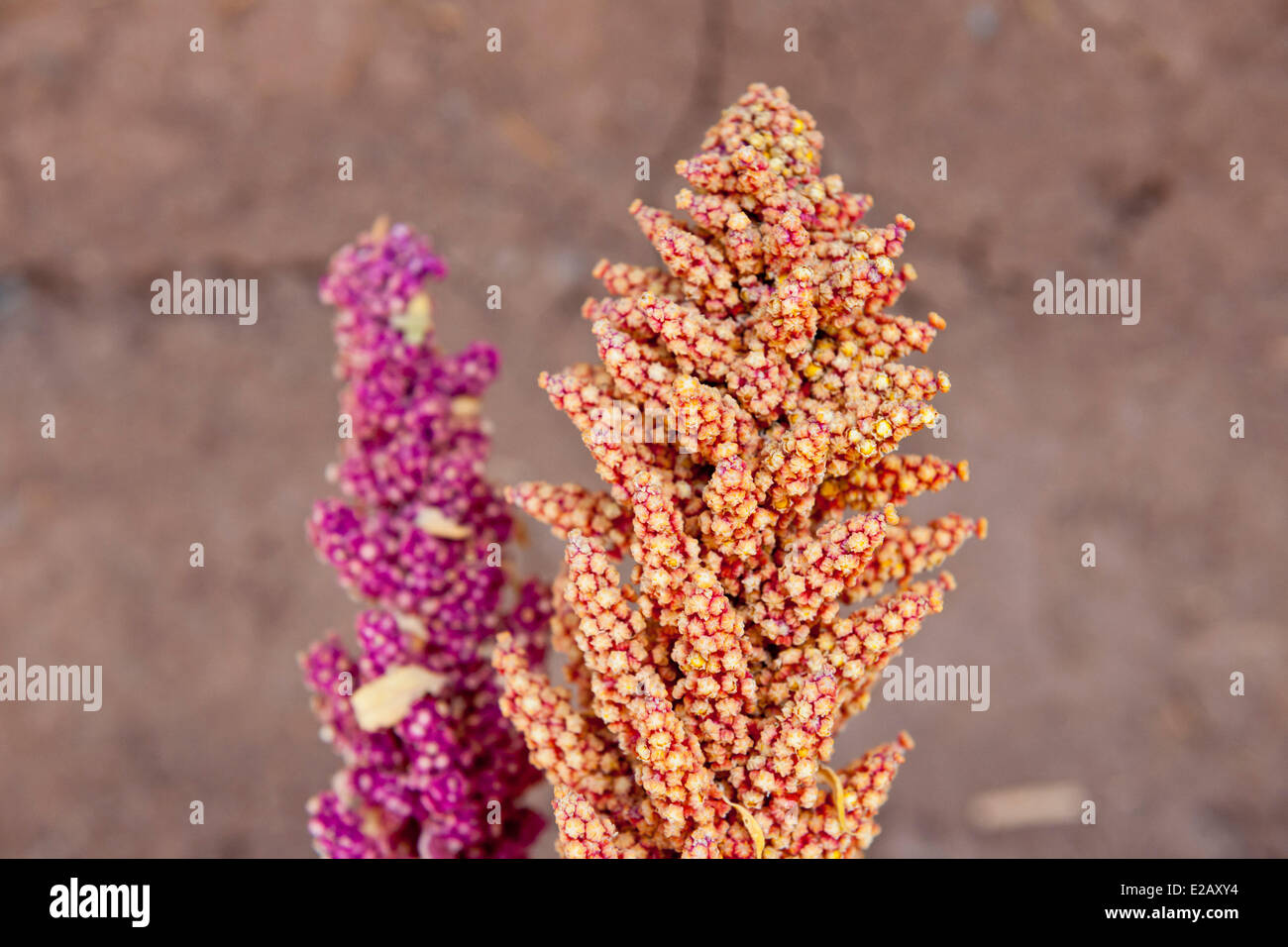 Peru, Cuzco Province, the Incas Sacred Valley, Lamay, quinoa ...