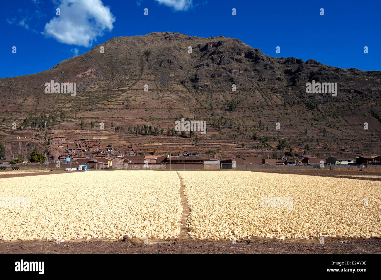 Peru, Cuzco Province, the Incas Sacred Valley, Pisac, choclo, andean ...