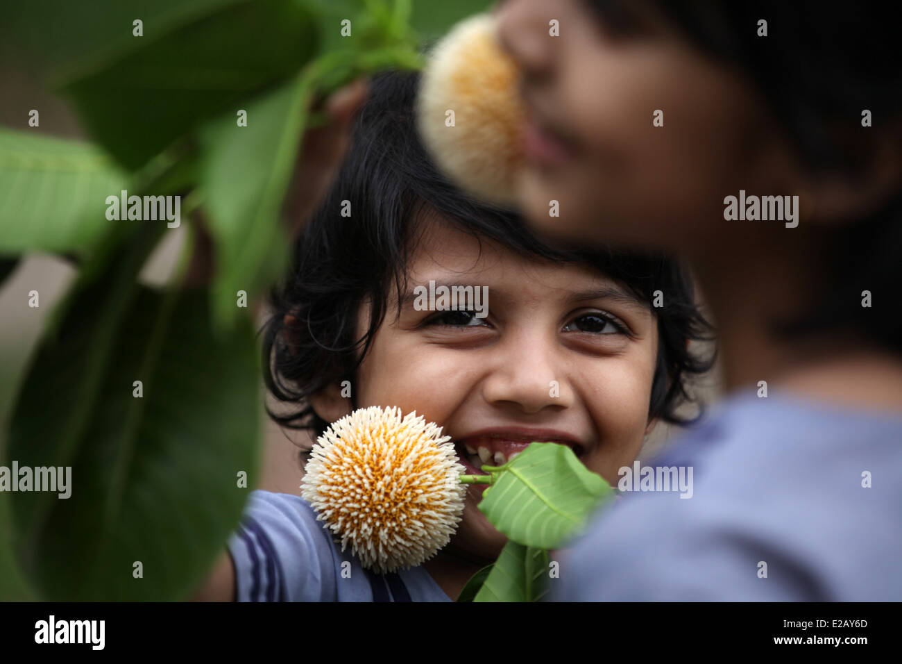 two girl with kadam flowers The Kadam flower, Anthocephalus cadamba ...