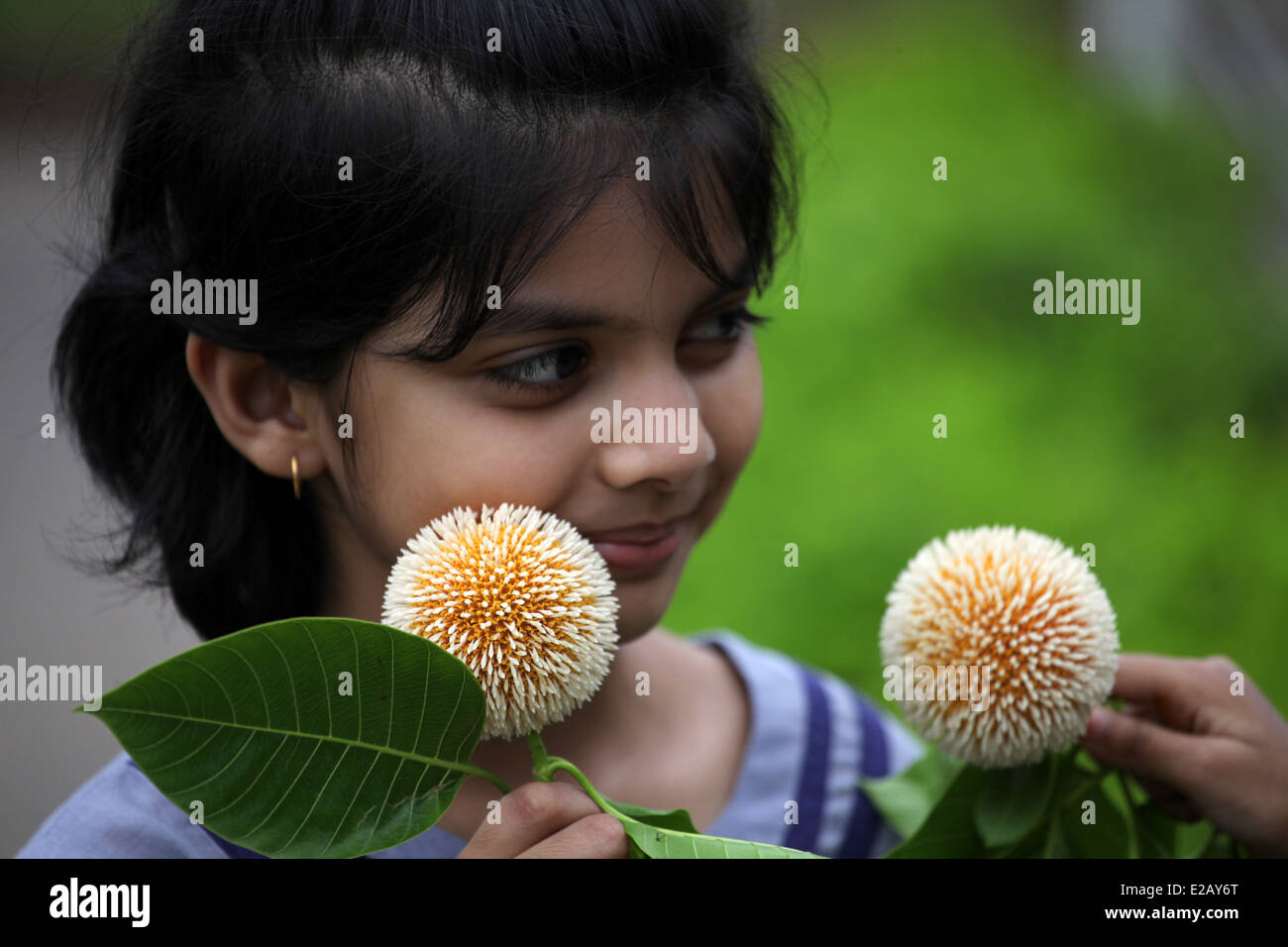 Anthocephalus cadamba hi-res stock photography and images - Alamy