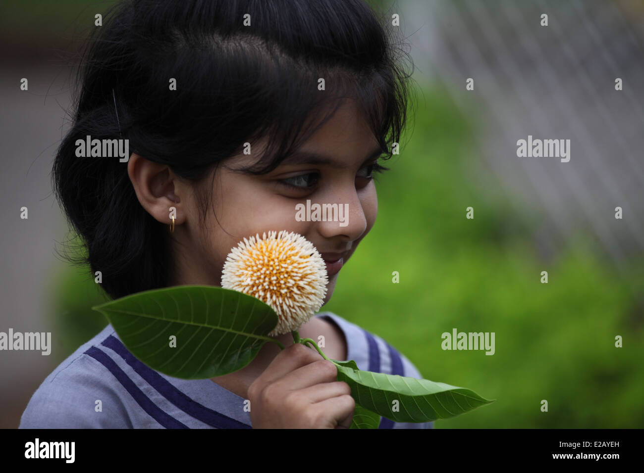 a girl with kadam flowers The Kadam flower, Anthocephalus cadamba ...
