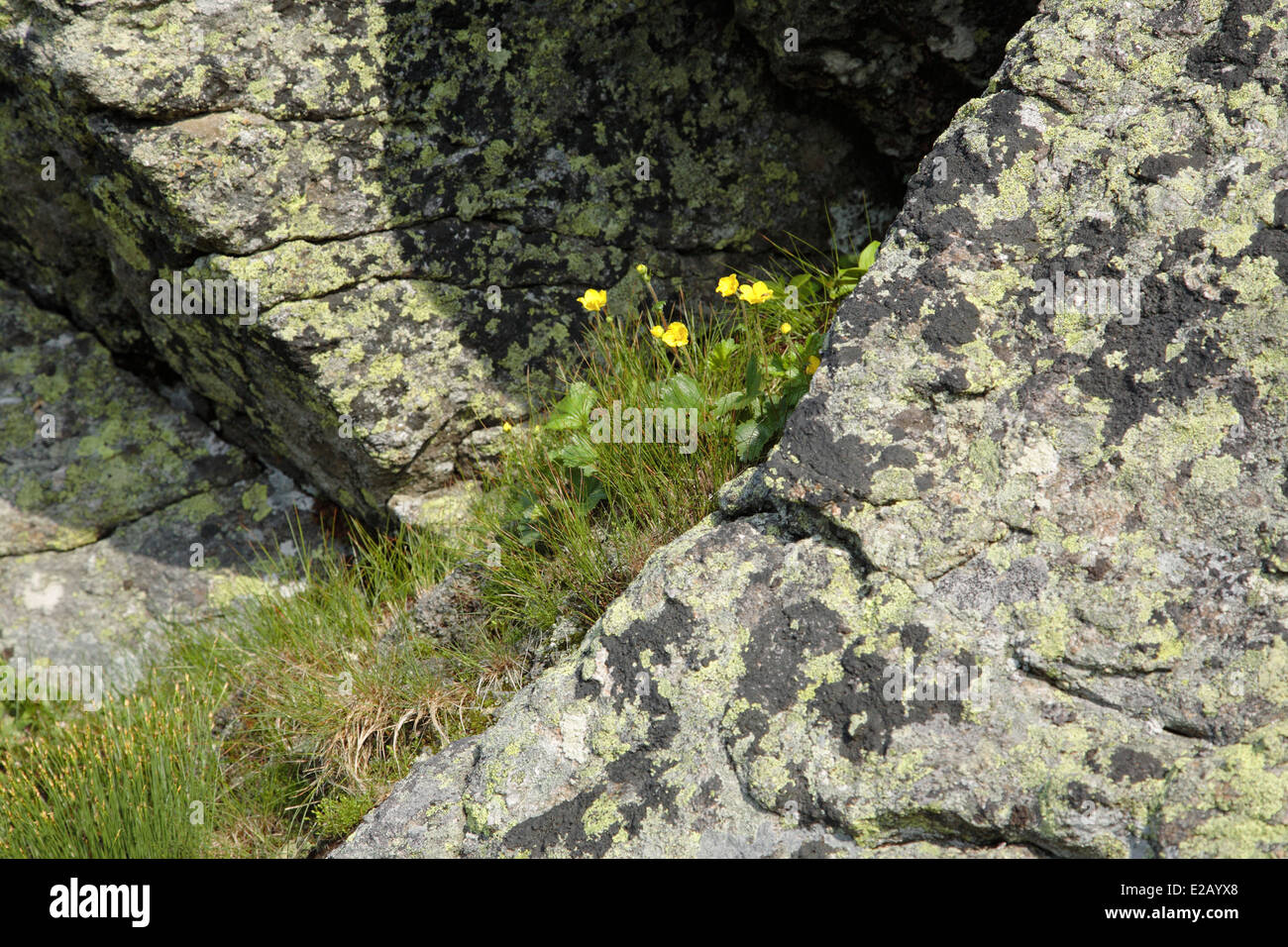 Mountain Avens -Geum peckii- near Mount Clay along the Appalachian ...