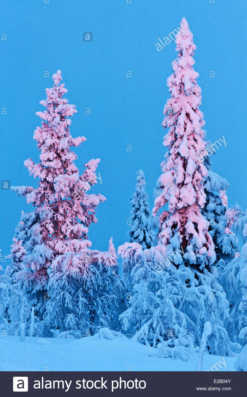 Fir Stock Photos & Fir Stock Images - Alamy