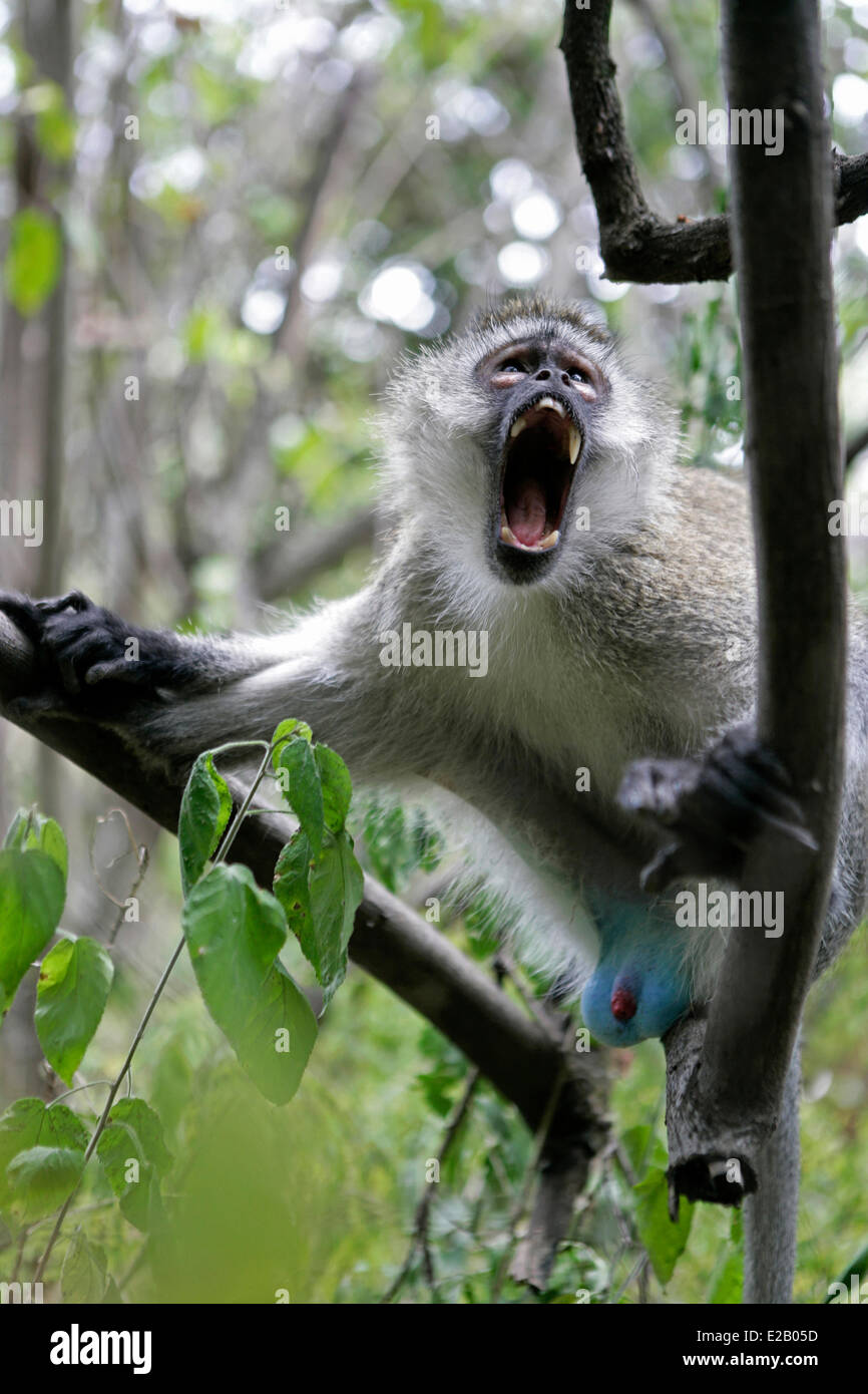 Kenya, Masai Mara national reserve, vervet monkey (Chlorocebus ...