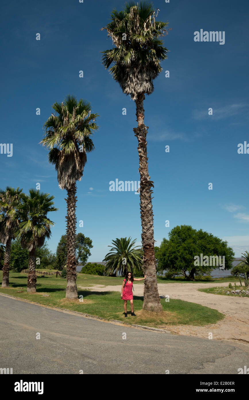 Tall palm trees in Colonia del Sacramento, Uruguay Stock Photo - Alamy