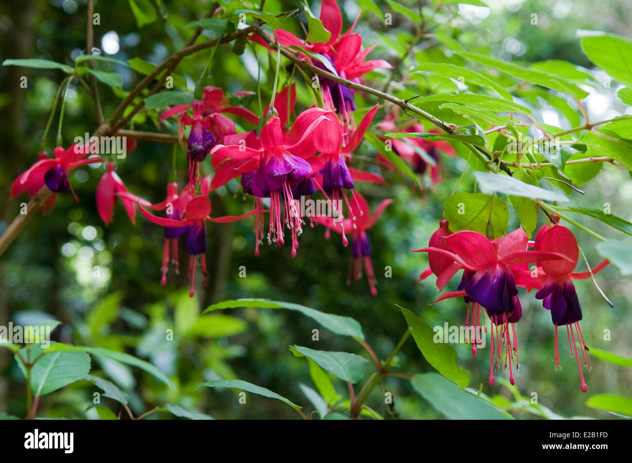 Ireland, County Kerry, Valentia island, gardens Glanleam House, fuschia ...