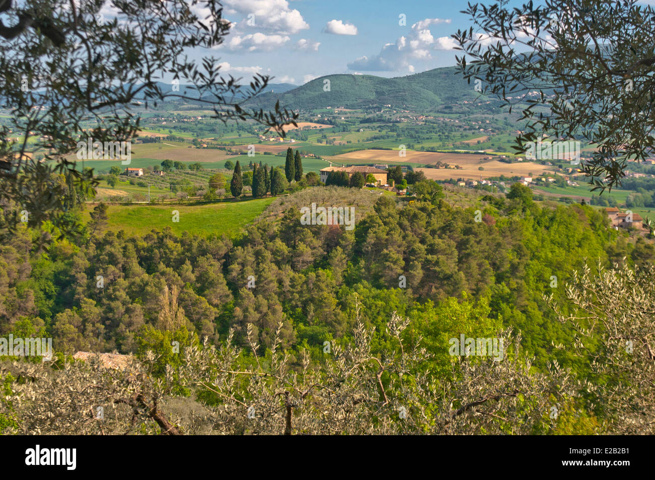 Italy, Umbria, countryside around Montefalco wine region and olive ...