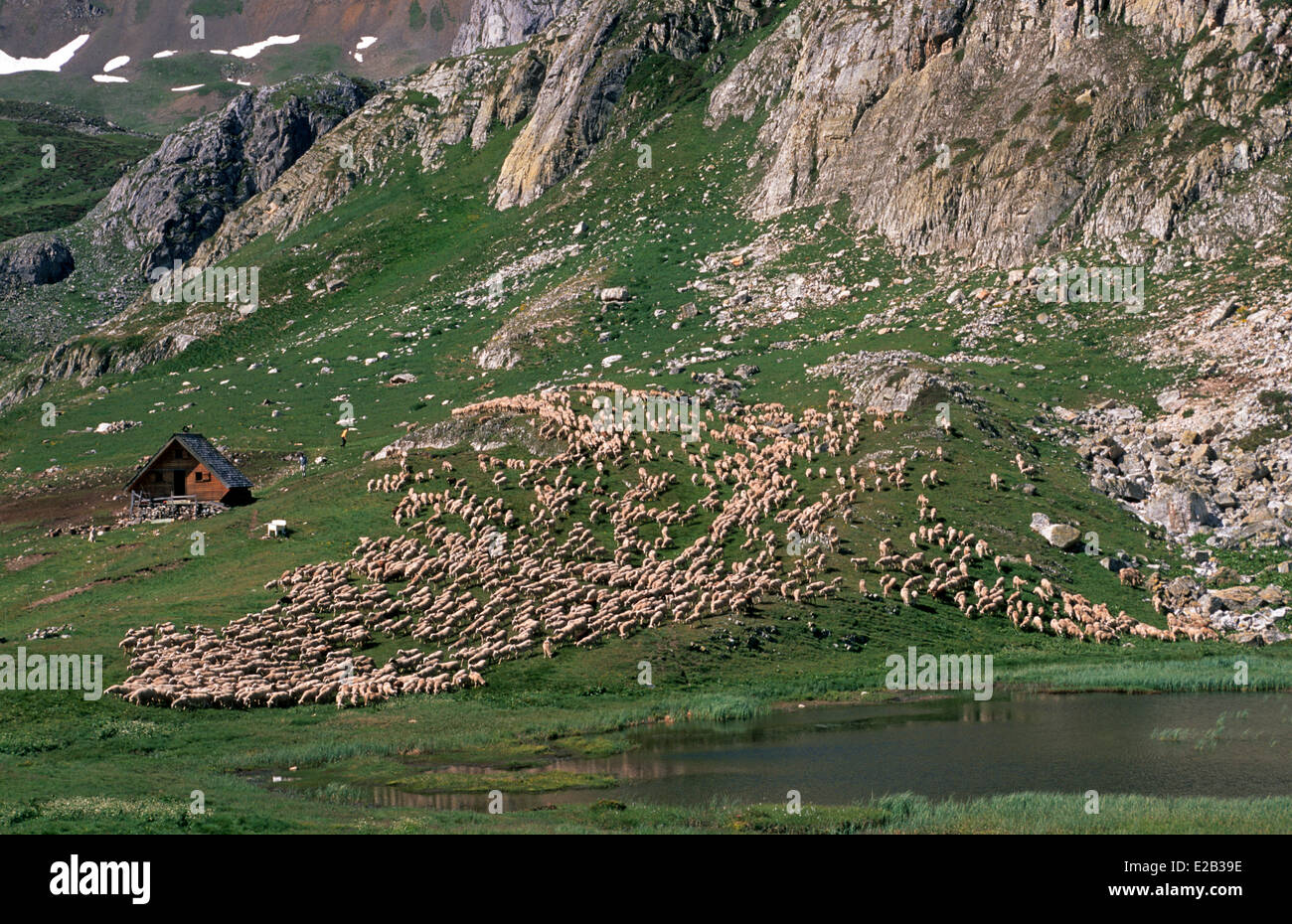 France, Hautes Alpes, Nevache, valley of Claree, herd of sheep Stock ...