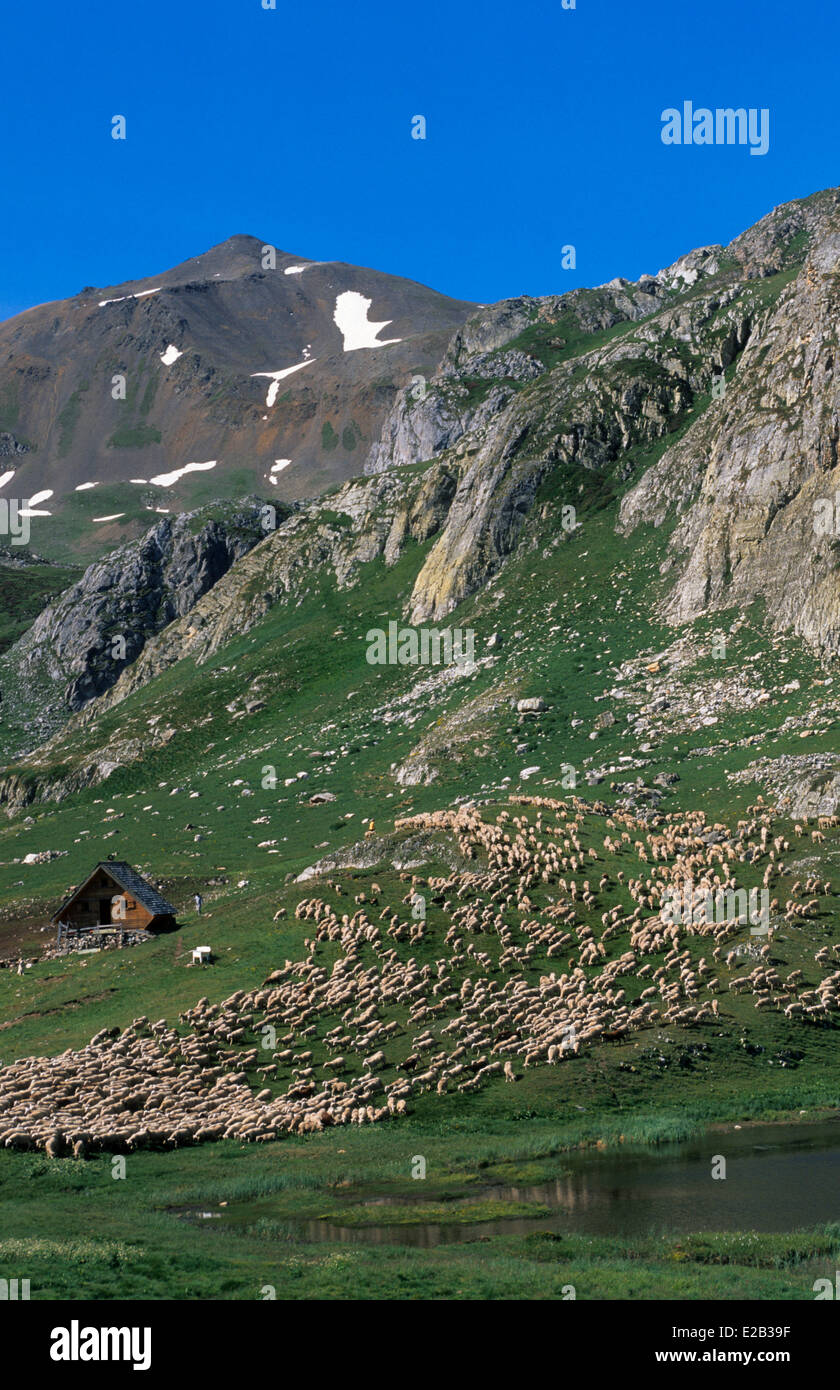 France, Hautes Alpes, Nevache, valley of Claree, herd of sheep Stock ...