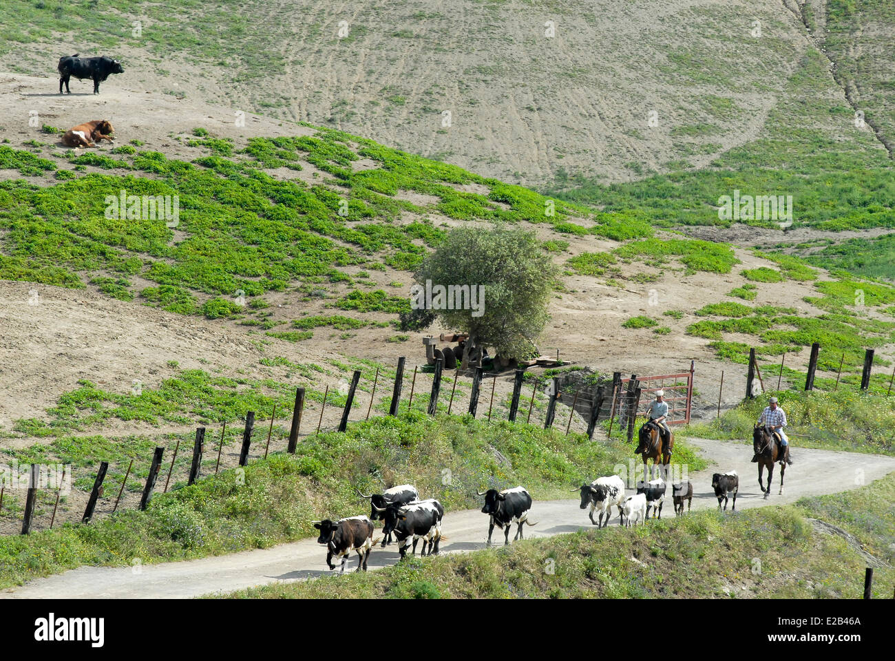 Andalusia cows hi-res stock photography and images - Alamy