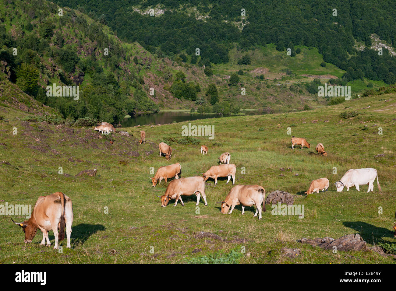 France, Ariege, Haut Couserans region, Parc Naturel Regional des ...