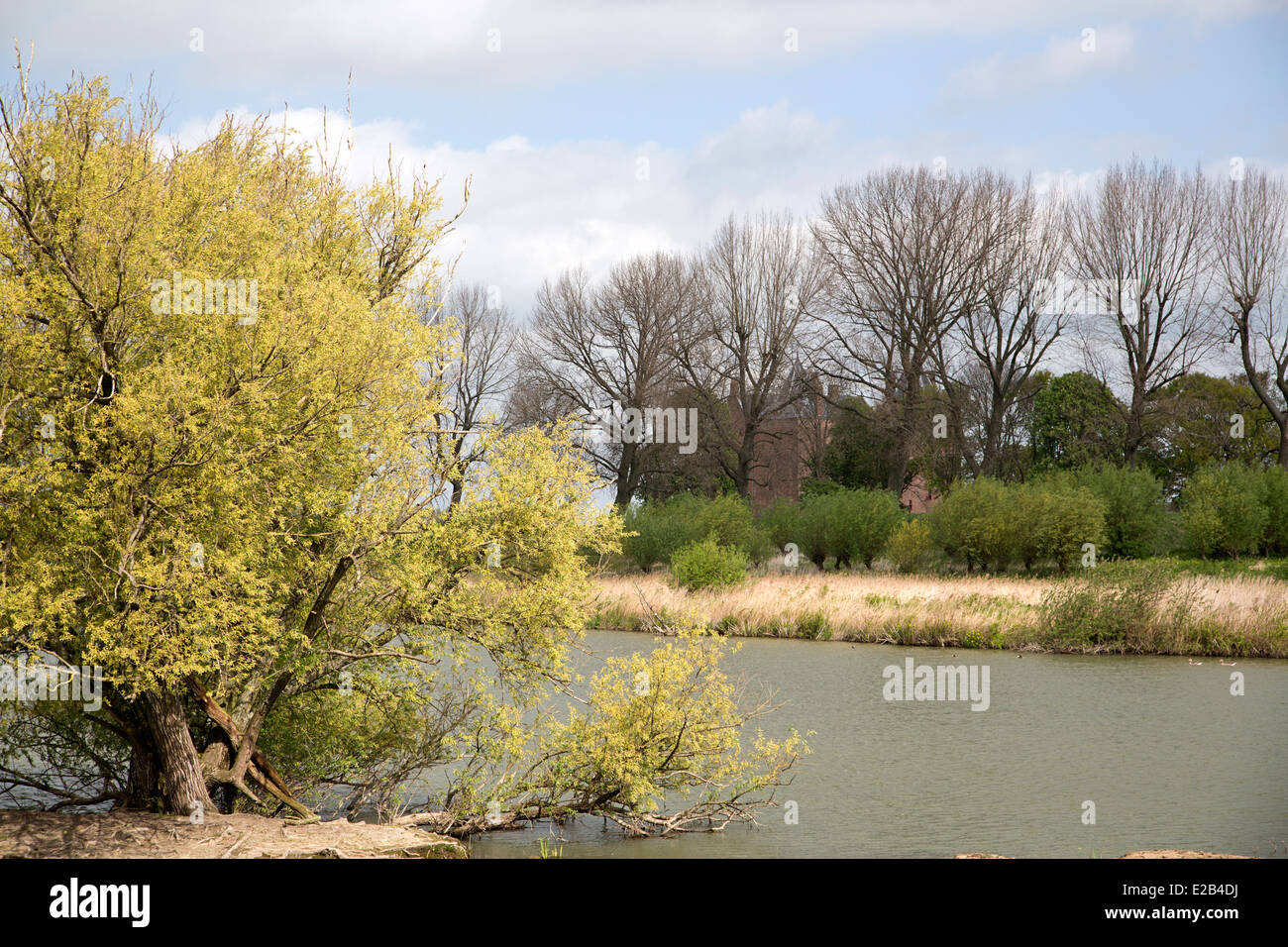Historic Loevestein Castle flowering willow tree in foreground, Brakel ...