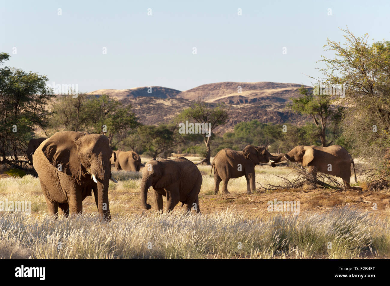Namibia, Damaraland, Torra Conservancy, Huab River Valley, Desert ...