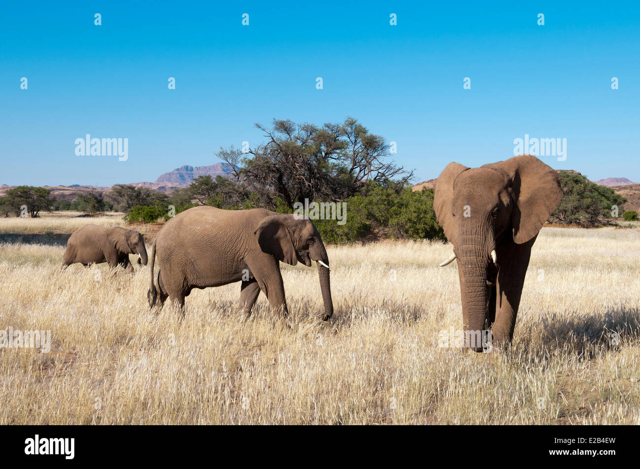 Namibia, Damaraland, Torra Conservancy, Huab River Valley, Desert ...