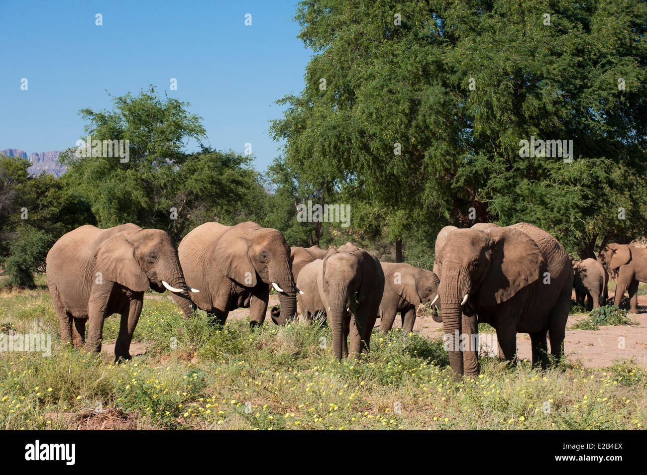 Namibia, Damaraland, Torra Conservancy, Huab River Valley, Desert ...