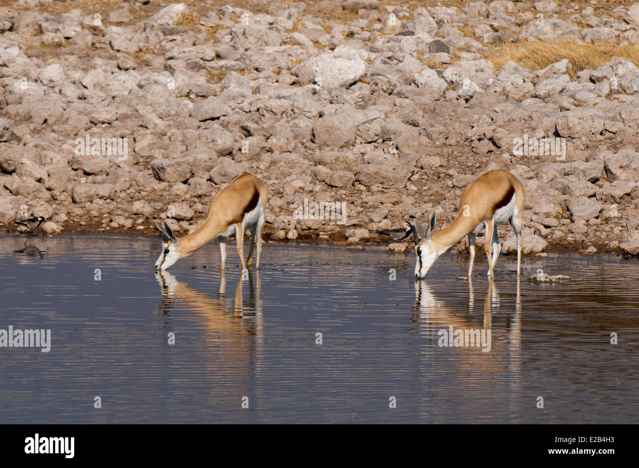 Springbok antidorcas marsupialis drinking water hi-res stock ...