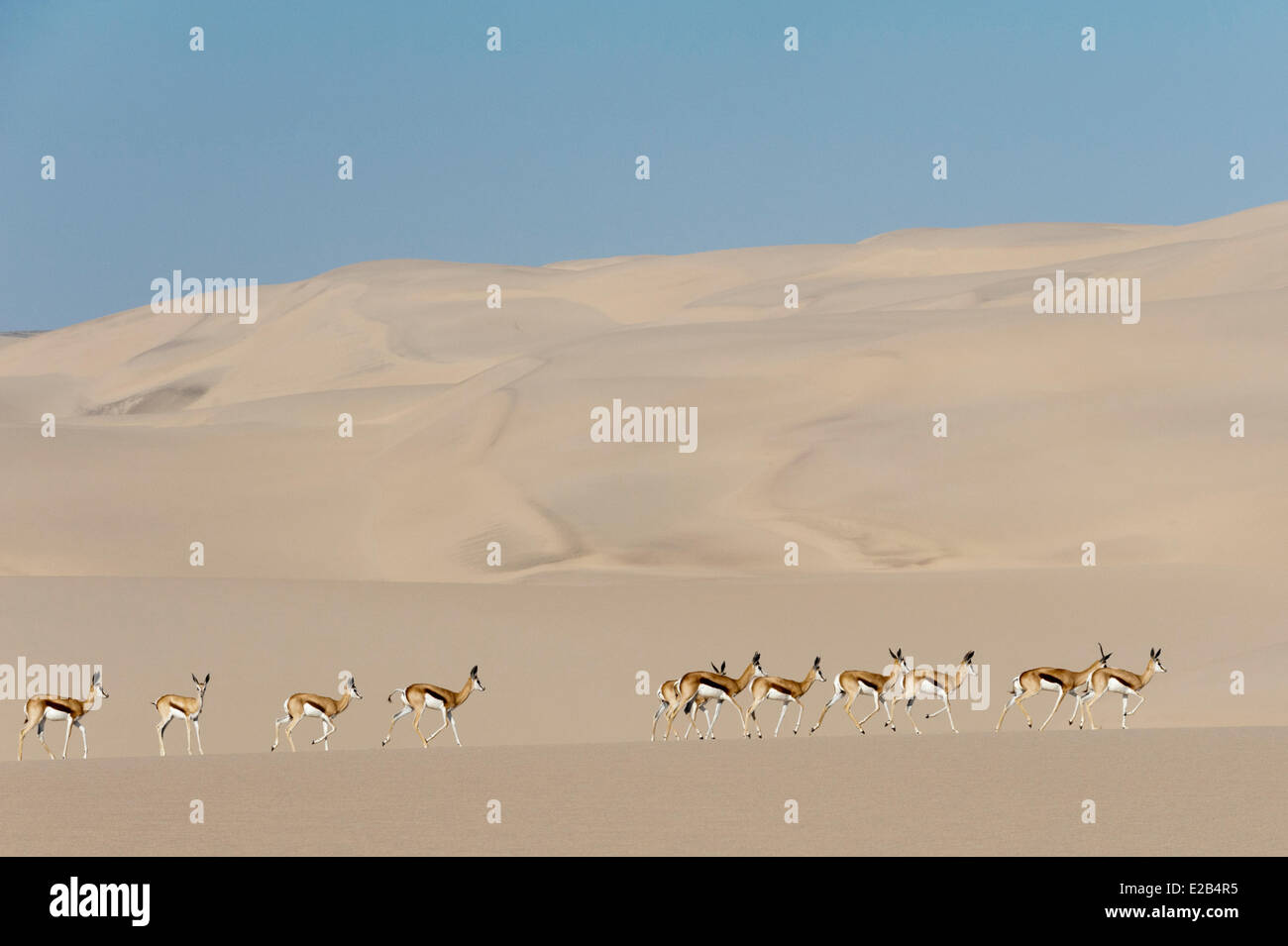 Namibia, Skeleton Coast National Park, Springbok (Antidorcas ...
