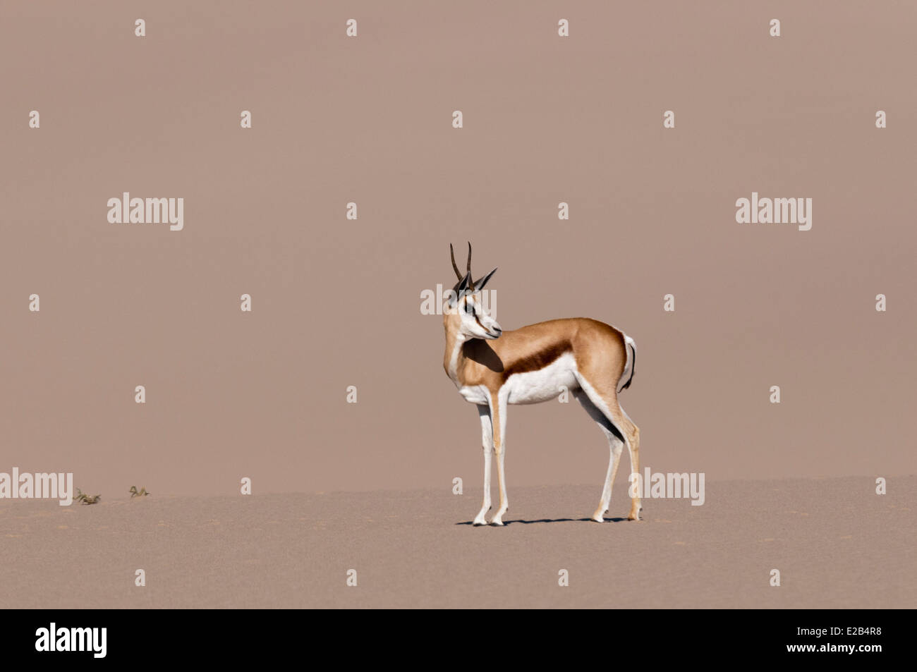 Namibia, Skeleton Coast National Park, Springbok (Antidorcas ...